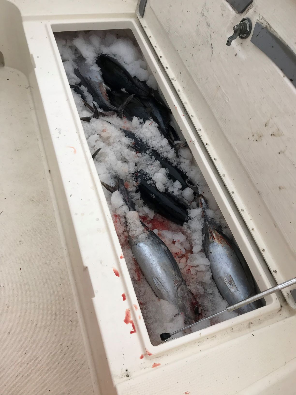 Gallery - Pacific Bluewater Sportfishing