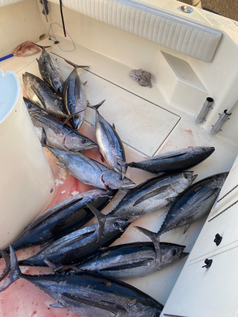 Gallery - Pacific Bluewater Sportfishing